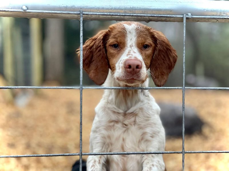 Boarding - Wild River Kennels