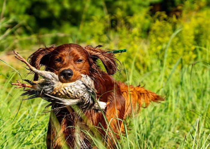 Dog Training & Boarding - Wild River Kennels