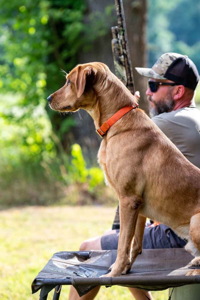 Dog Training & Boarding - Wild River Kennels