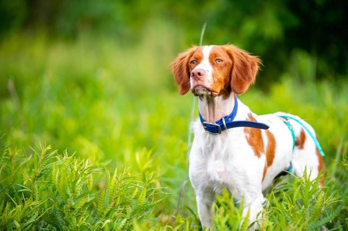 Dog Training & Boarding - Wild River Kennels