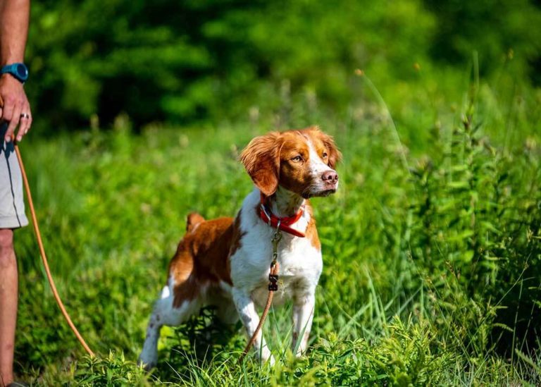 Dog Training & Boarding - Wild River Kennels