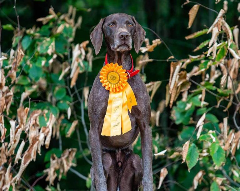 Dog Training & Boarding - Wild River Kennels