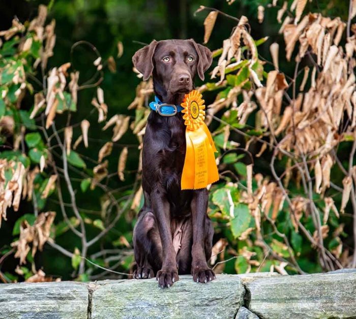 Dog Training & Boarding - Wild River Kennels